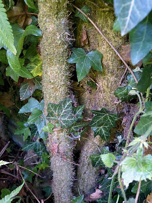 Spinrag: De klimop: bomenkalender nr.11.