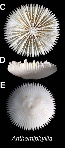 Variety of Life: Hexacorallia