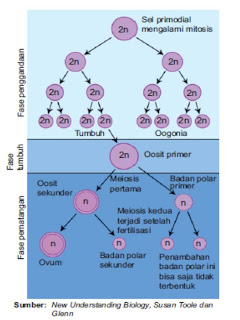 Proses Pembentukan Sperma dan Ovum
