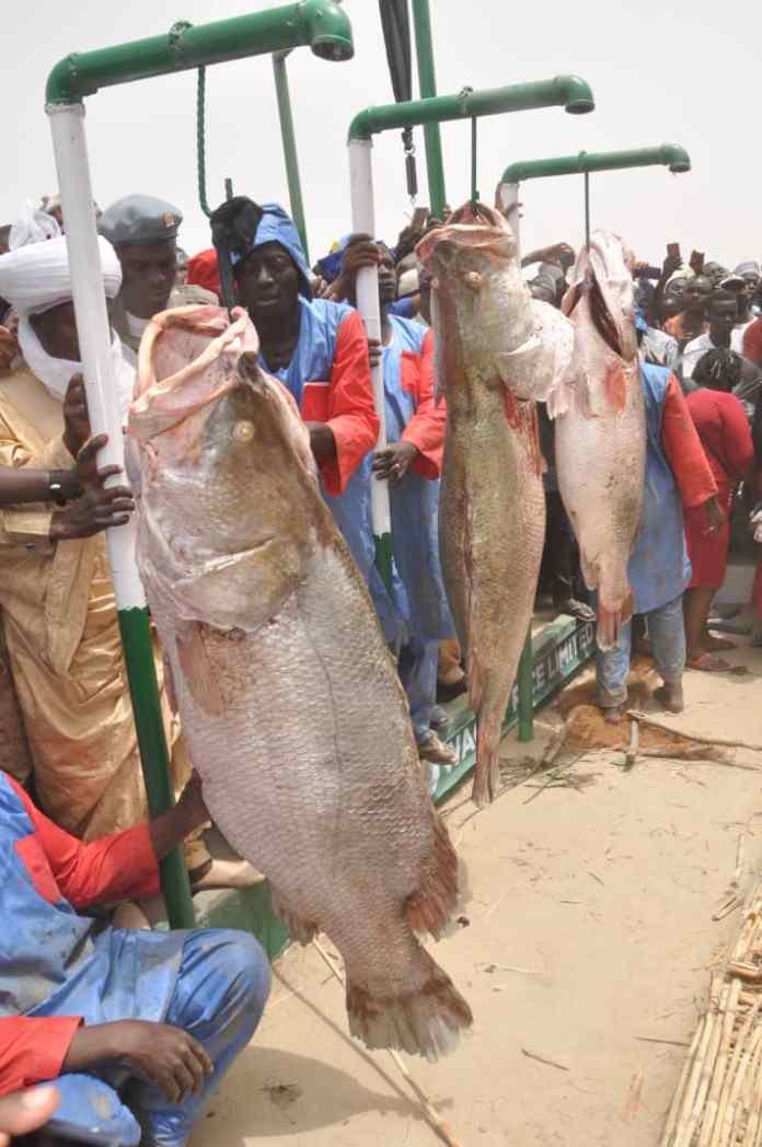 Awe Olufunso: Nigerian Tradition: Argungu Fishing Festival ( Largest ...