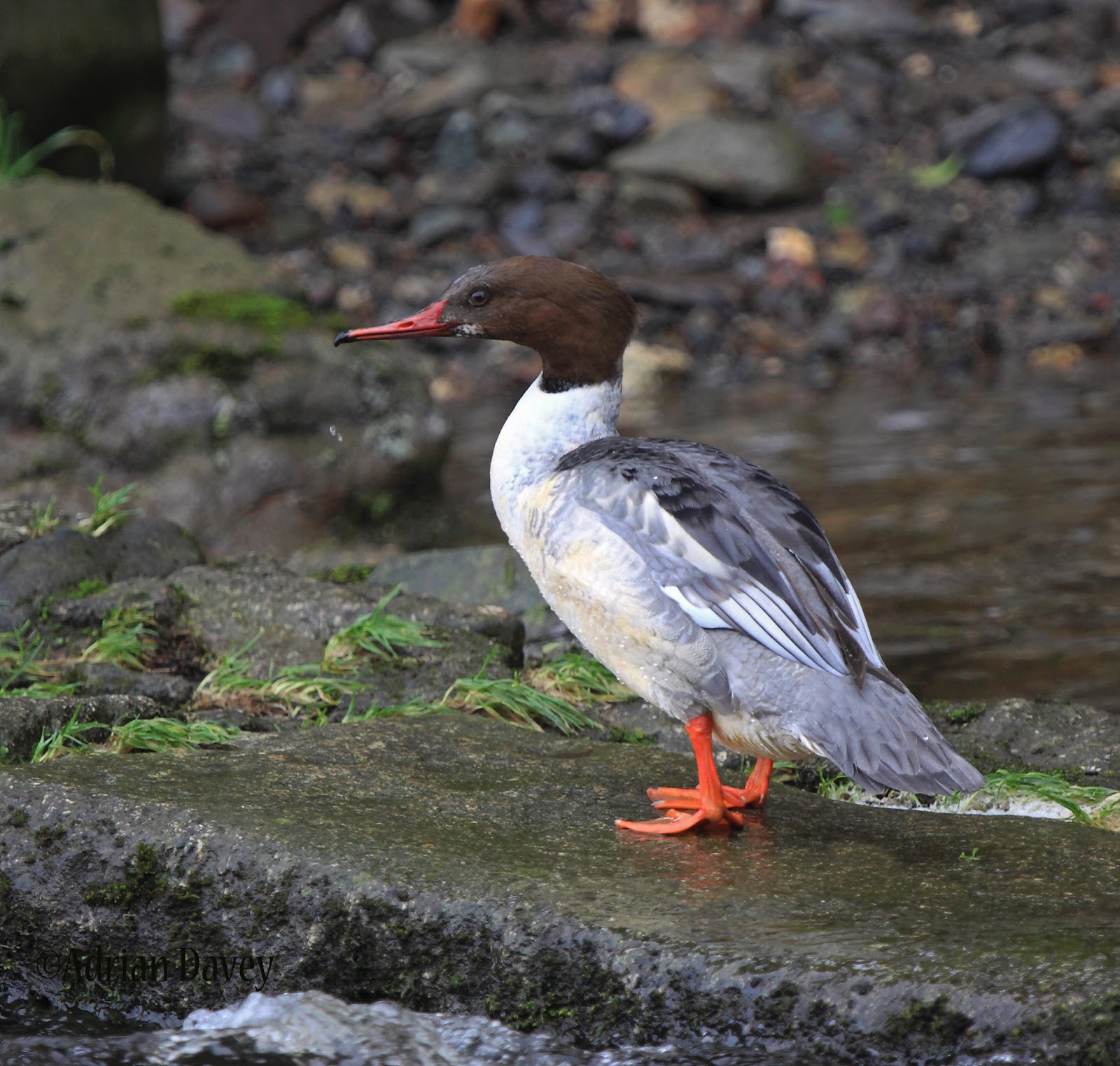 Adrian Davey Wildlife Photography Diary: January 2013