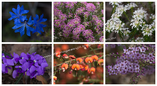 Life Images by Jill: Nannup wildflower walks - & The Lost Flowers of ...