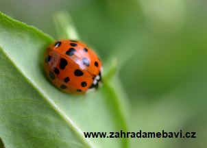 ZAHRADA MĚ BAVÍ : Slunéčko nebo mandelinka?