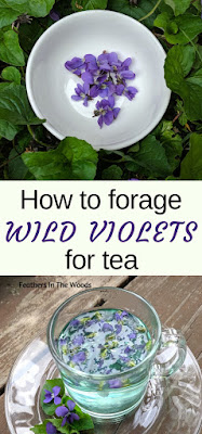 Foraging violets and brewing tea - Feathers in the woods