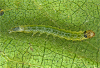 Leaf Roller in Cotton Crop - Agri Tech Guru