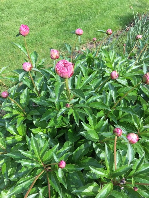 Deegan in the Garden