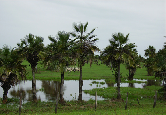 Microcuentos de Américo Fernández: Los Morichales de Ciudad Bolívar