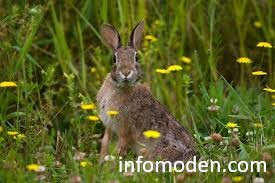 Ciri-Ciri Kelebihan Pada Arnab