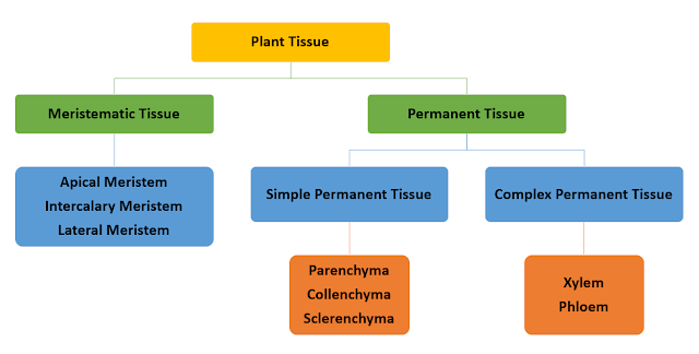 Permanent Plant Tissue Diagram