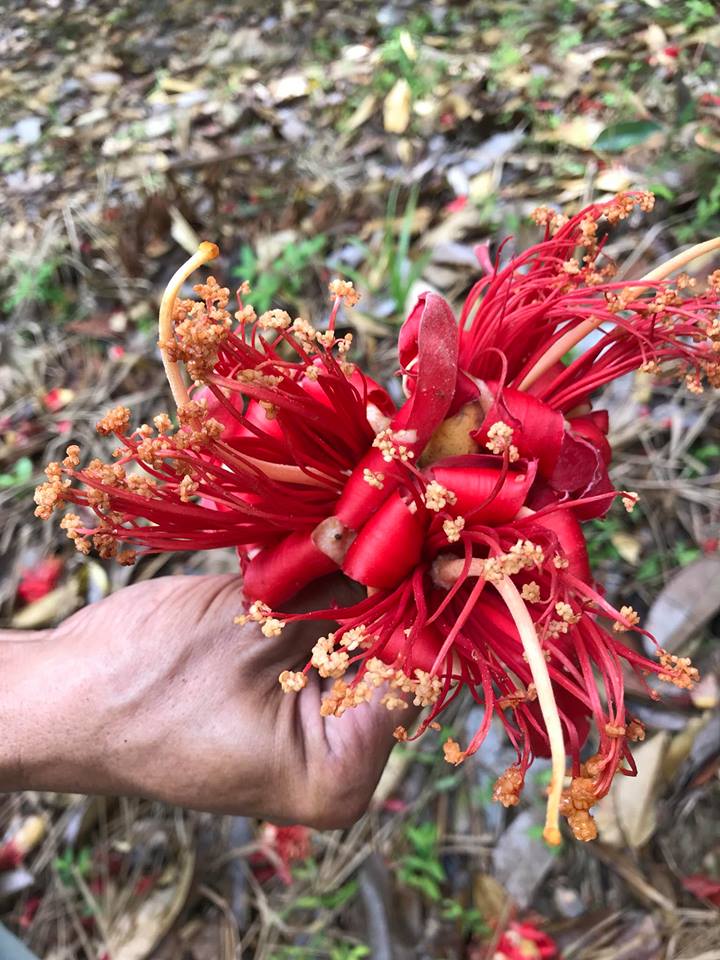 RARE - Durian Bunga Merah