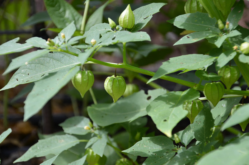Garden Ally: Goldenberry Delicious