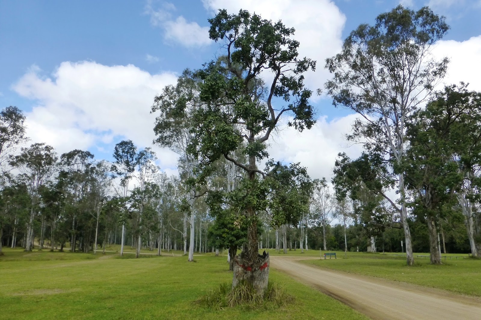 National Park Odyssey: Amamoor State Forest, QLD. Amamoor Creek Camping ...