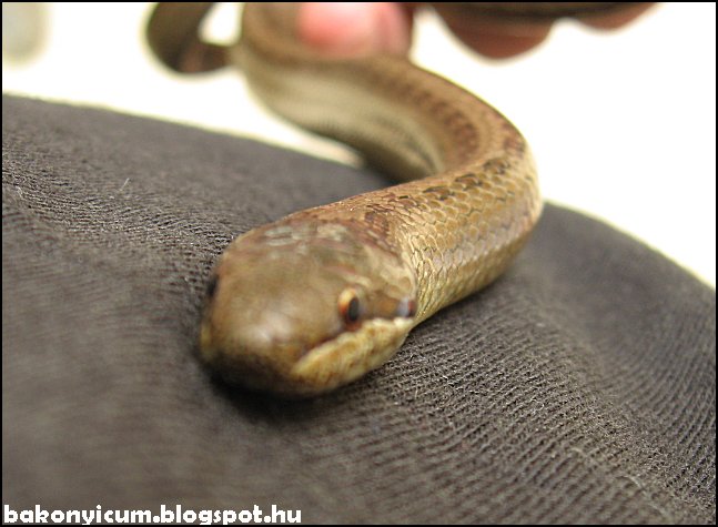 Hüllők a ház körül I. - Rézsikló