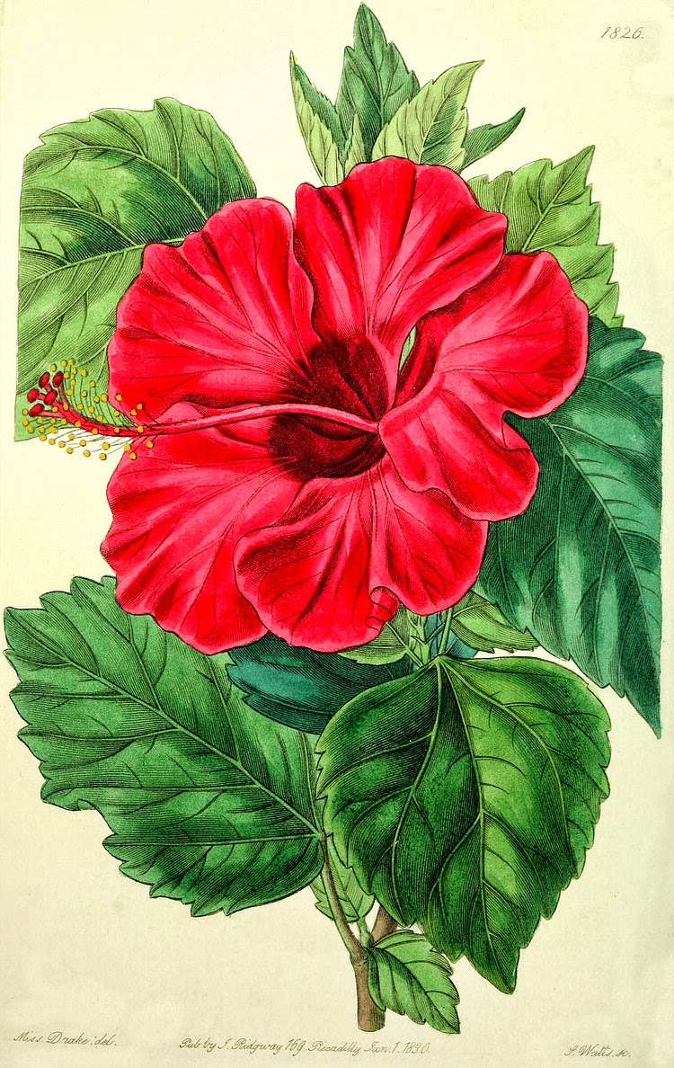 HIBISCUS ROSA-SINENSIS |The Garden of Eaden