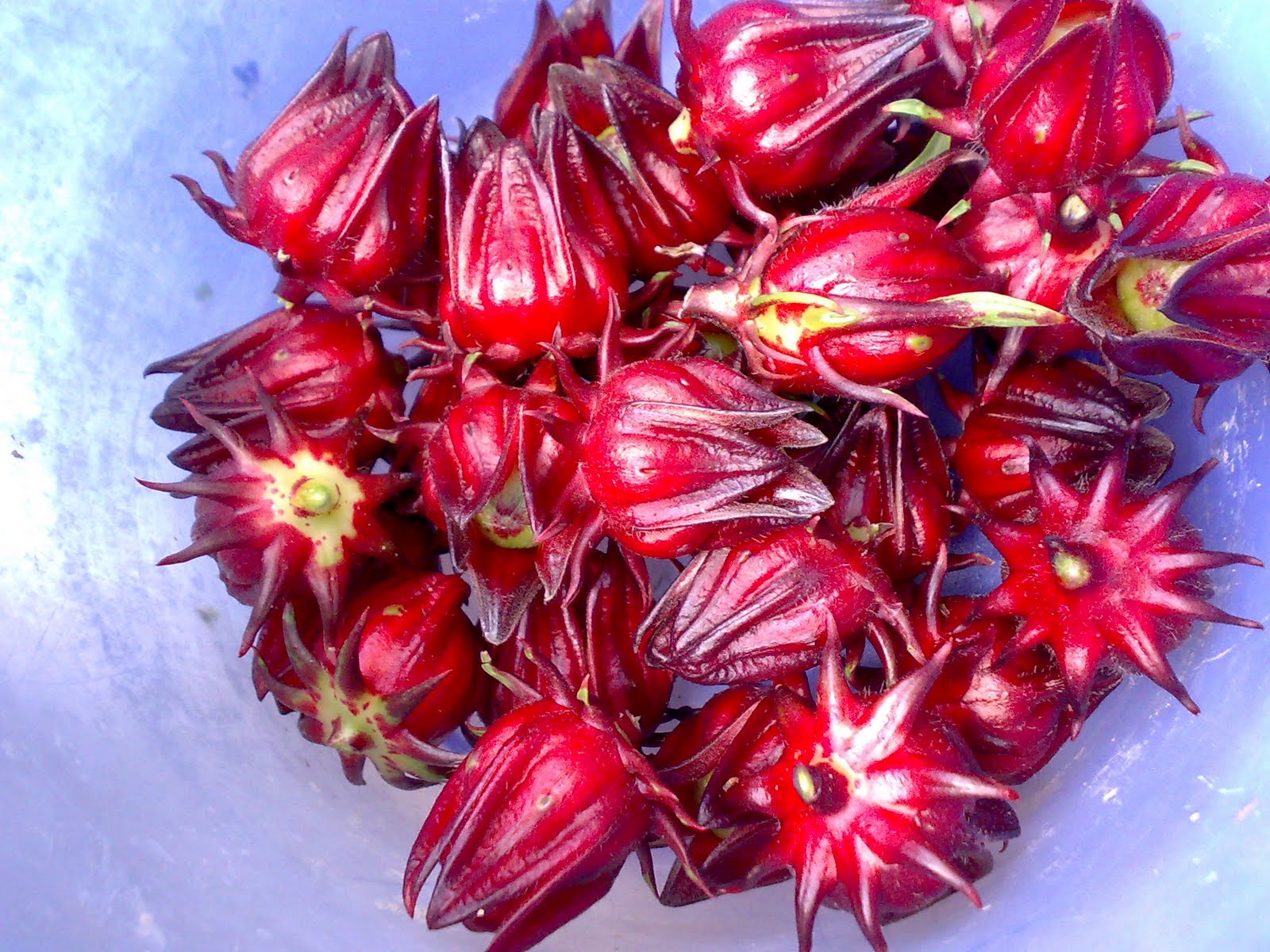 ++ kEbUn pApA AiNa ++: Percubaan Sirap & Jem Roselle