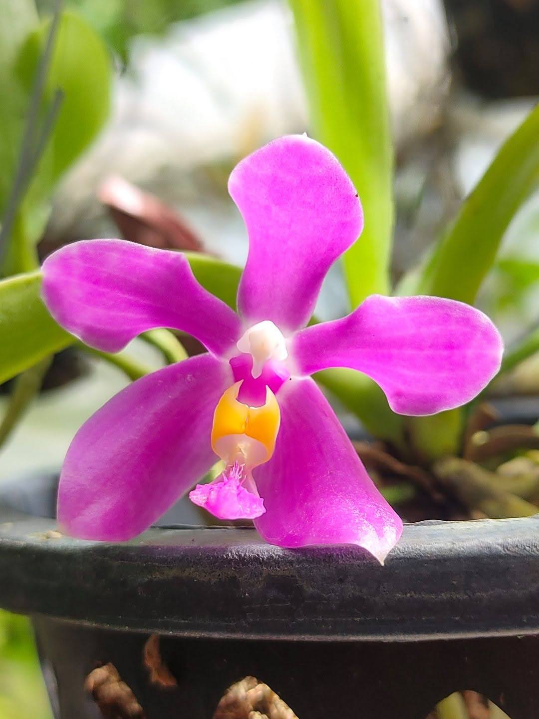 Phalaenopsis pulchra