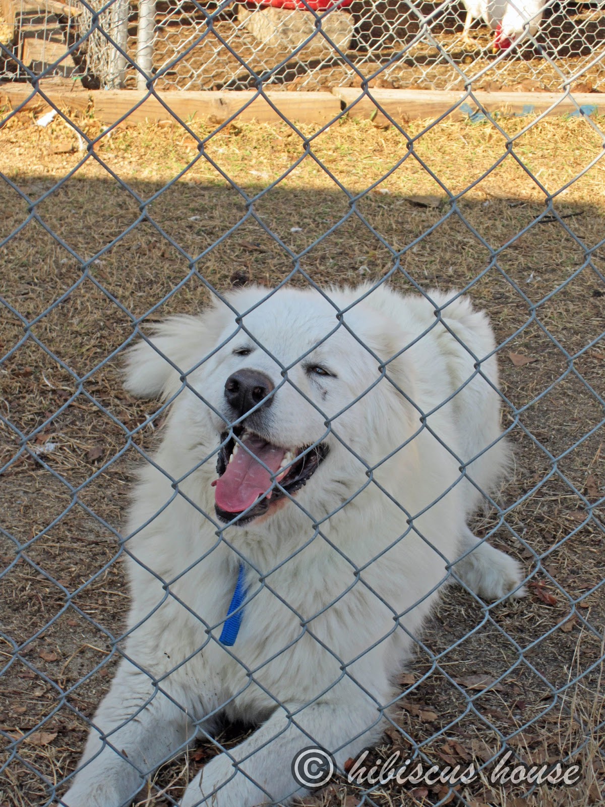 Hibiscus House: Casper Our New Great Pyrenees Dog