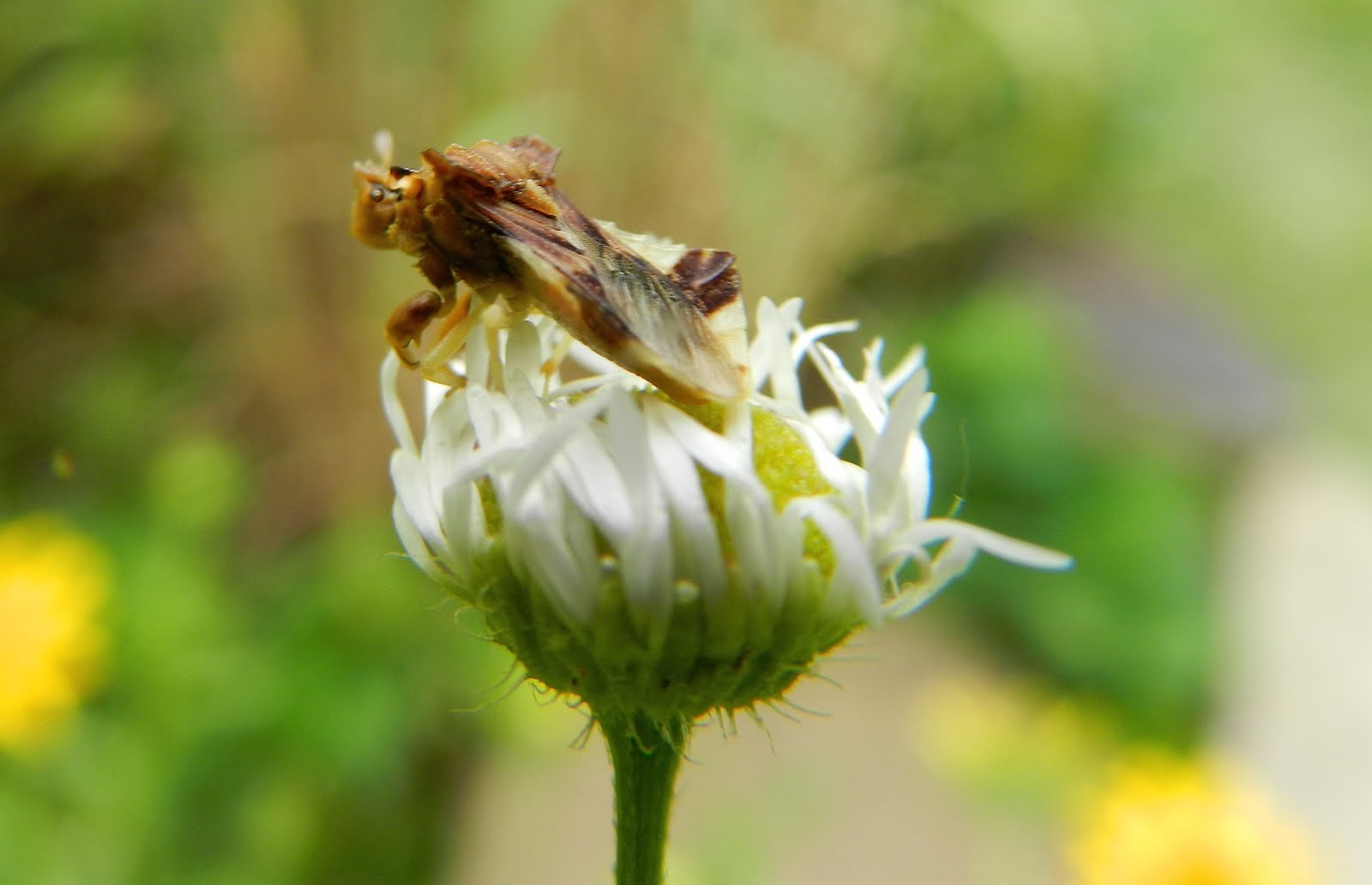 World Peace Wetland Prairie: Diversity of insects using peace-circle ...