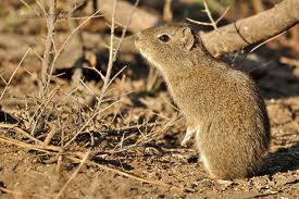 Argentina nativa: Cuis chico (Microcavia australis)