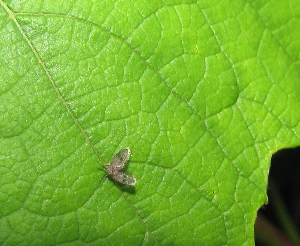 Bug Eric: Moth Flies