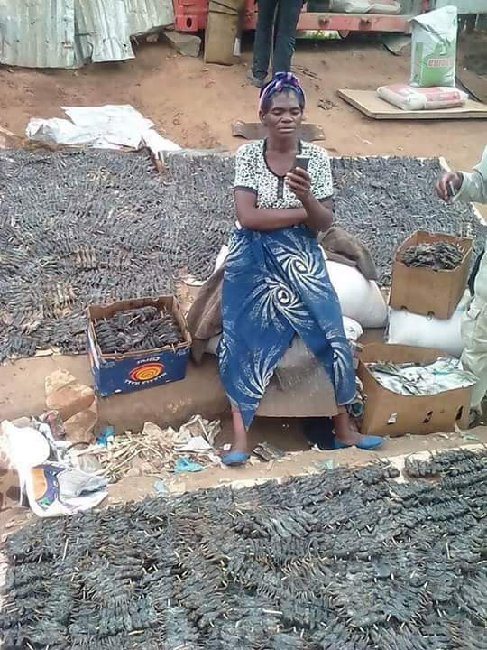 Rat for food? Check out this rat market in Zimbabwe. | OddNaija