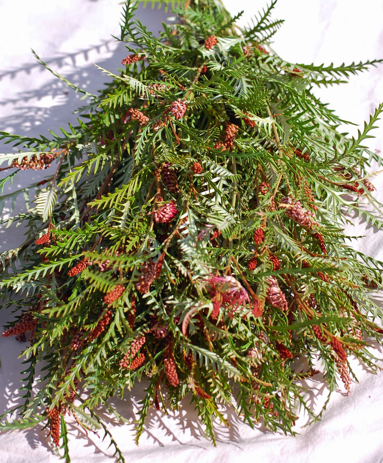 A Passion for Flowers: Grevillea Ivanhoe: A Fall Favorite