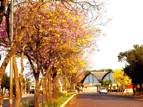 Fernanda da Rocha: Município de Três Passos/ Rs