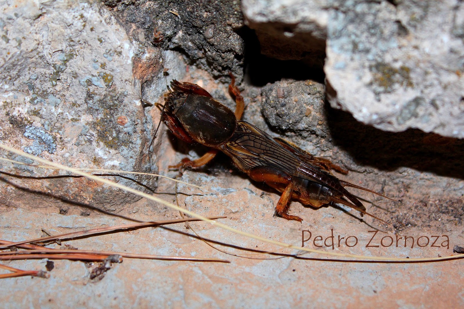 Grillo topo, Alaclán Cebollero o Perrito de Dios. (Gryllotalpa gryllotalpa)