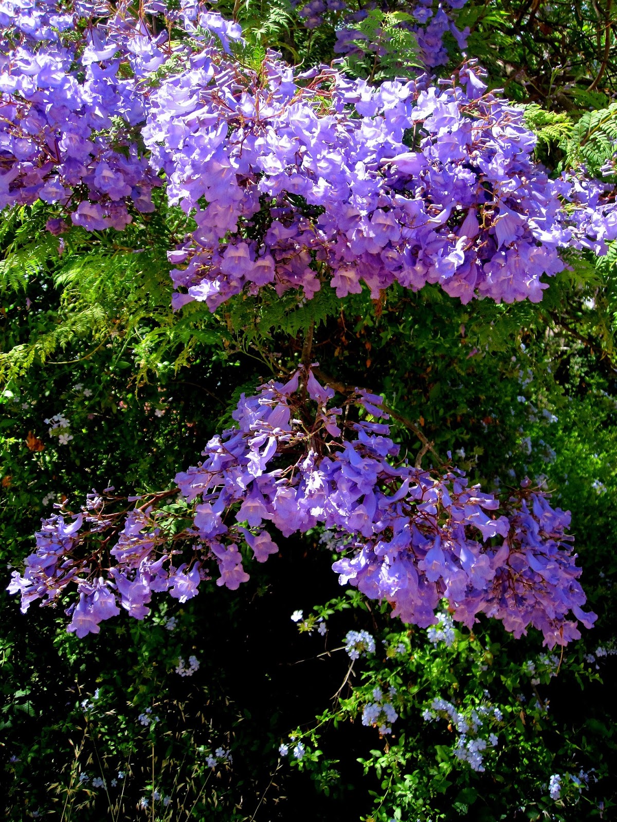 Jacaranda, the Tree of Heaven