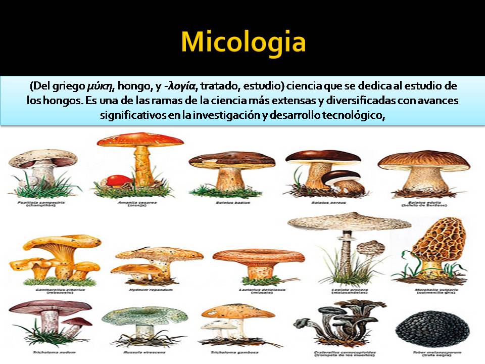 yoha: glosario de micologia
