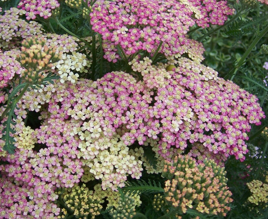 The 2 Minute Gardener: Photo - Yarrow (Achillea millefolium 'Summer ...