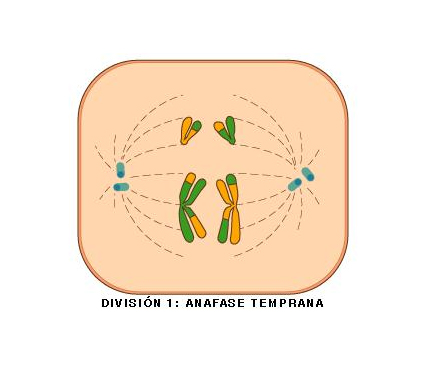 About Biology: SIKLUS DAN PEMBELAHAN SEL