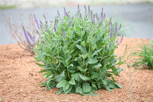 Green Girly: Zone 3 Plants: Salvia