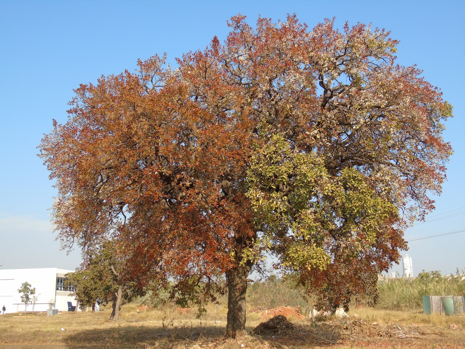 Cagaita [Eugenia dysenterica (Mart.) DC.] | A planta da vez