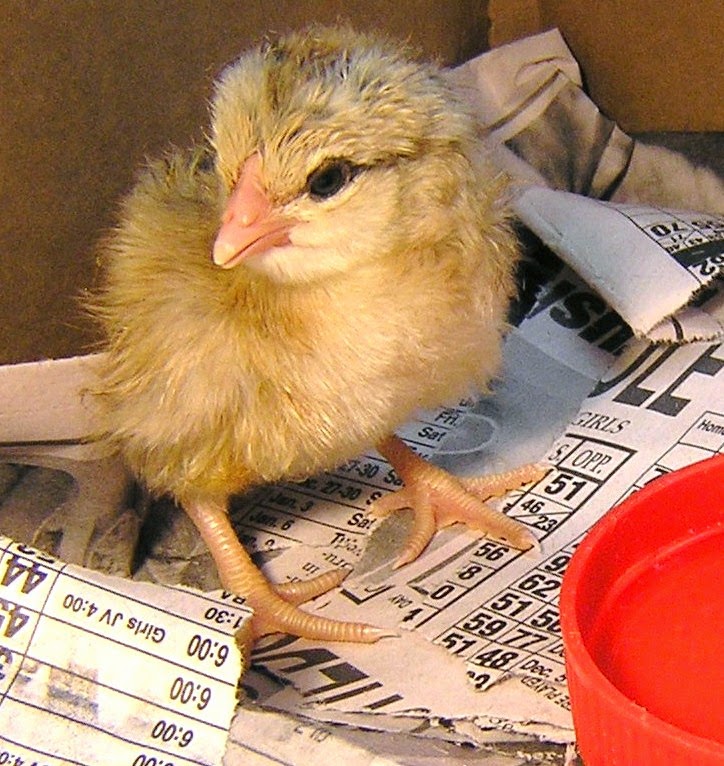 The Tennessee Walkers: Hatching Chicks