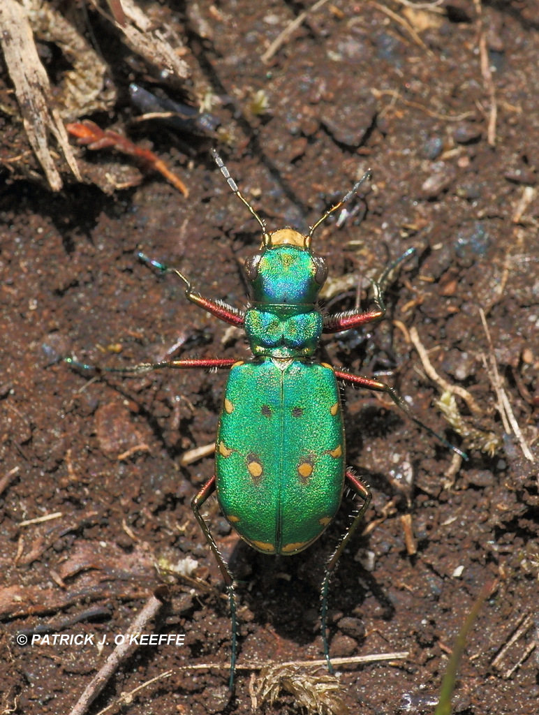 Raw Birds: GREEN TIGER BEETLE (Cicindela campestris) Lullymore West Bog ...