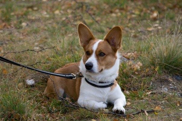 Cardigan Welsh Corgi UK: ..Red Wednesday