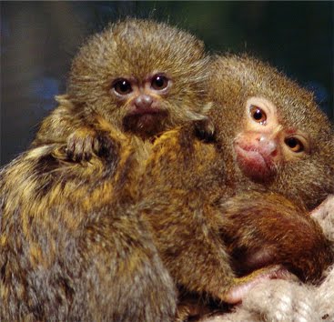 Cute Baby Pygmy Marmosets