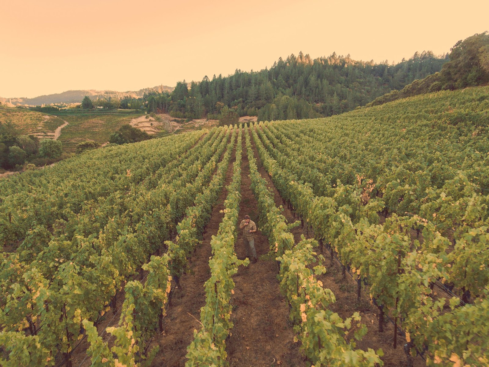 The Wine Write: Spending Time With Bobby Moy of Chiron Wines