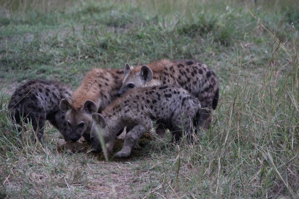 Notes From Kenya: MSU Hyena Research: Play behavior in spotted hyenas