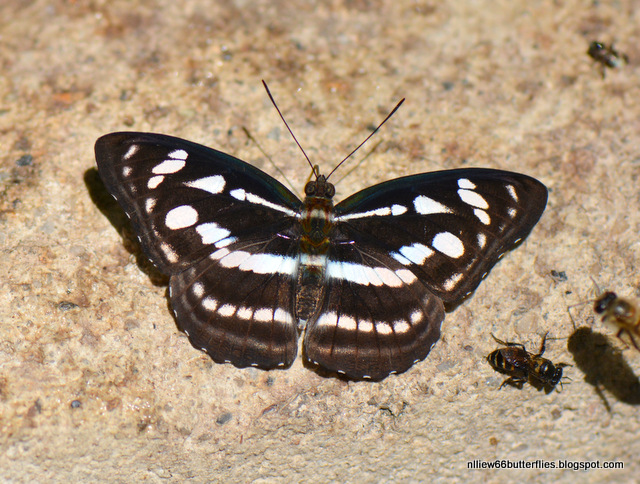 The Forested Path (and Beyond): BUTTERFLIES of RAUB: The Malay Staff ...