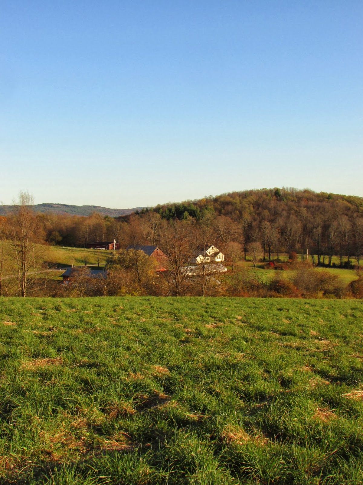 Anemone Times: The Bunker Farm