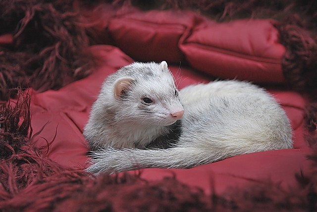 Marie-Agnes Photography: Doodle the Queen - ferrets body language Part 3