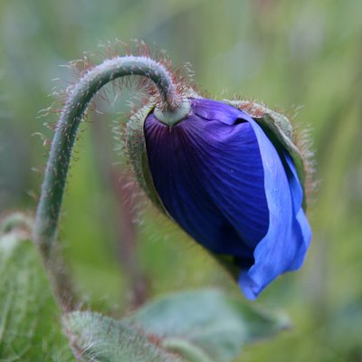 HOW TO GROW THE HIMALAYAN BLUE POPPY - Meconopsis betonicifolia, FROM ...