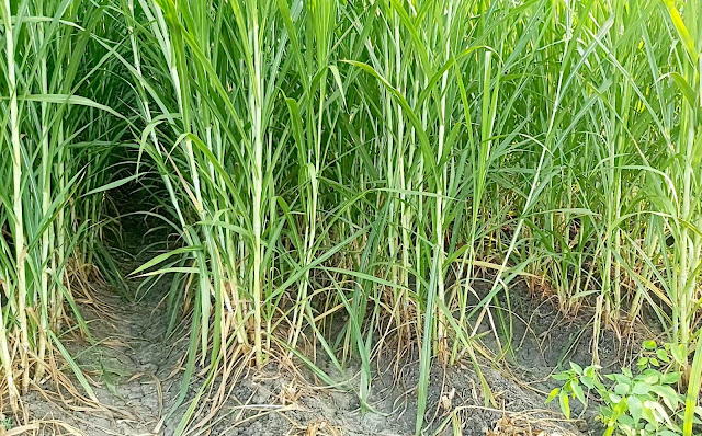 Super Napier grass - 90 days after planting
