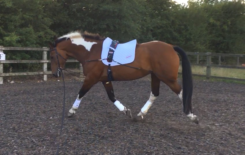 KB Equestrian: Product Review - EquiAmi Training Aid