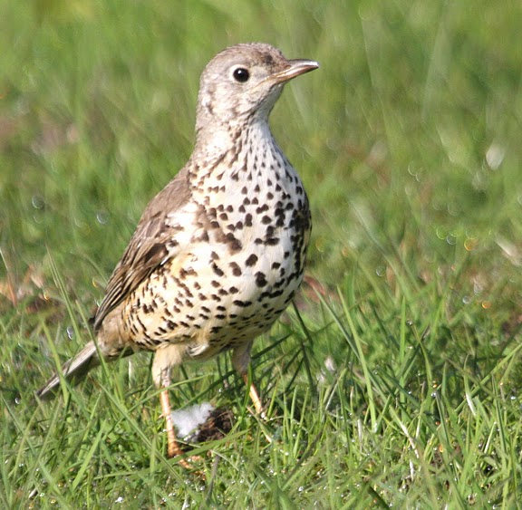 Birding with Flowers: Self Isolating, Species 3 - Mistle Thrush