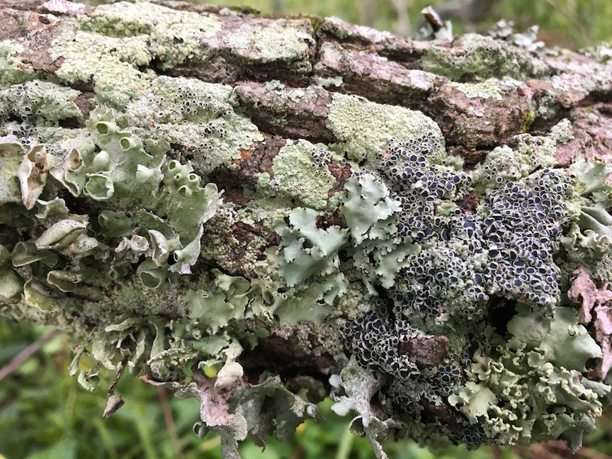stuff from ellen's head: dead limbs, lichens, and News Of The World