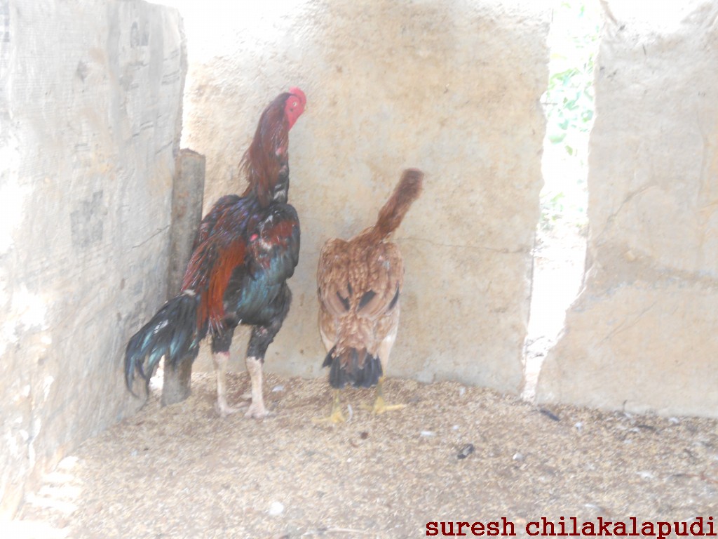 Fighting Rooster: My Best Asil Breed