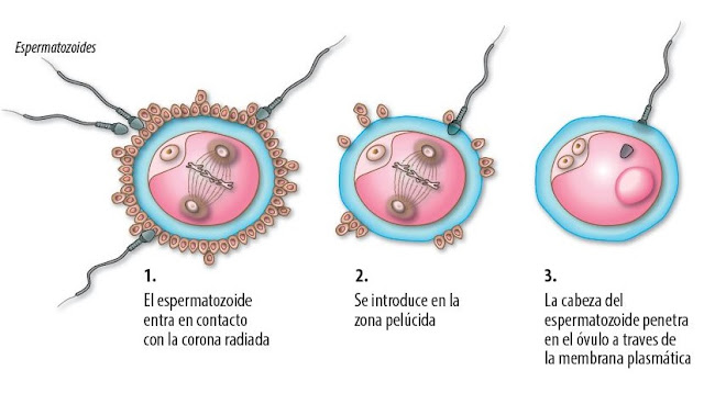 Fecundación y Primera semana del desarrollo embrionario (Resumen, todo ...